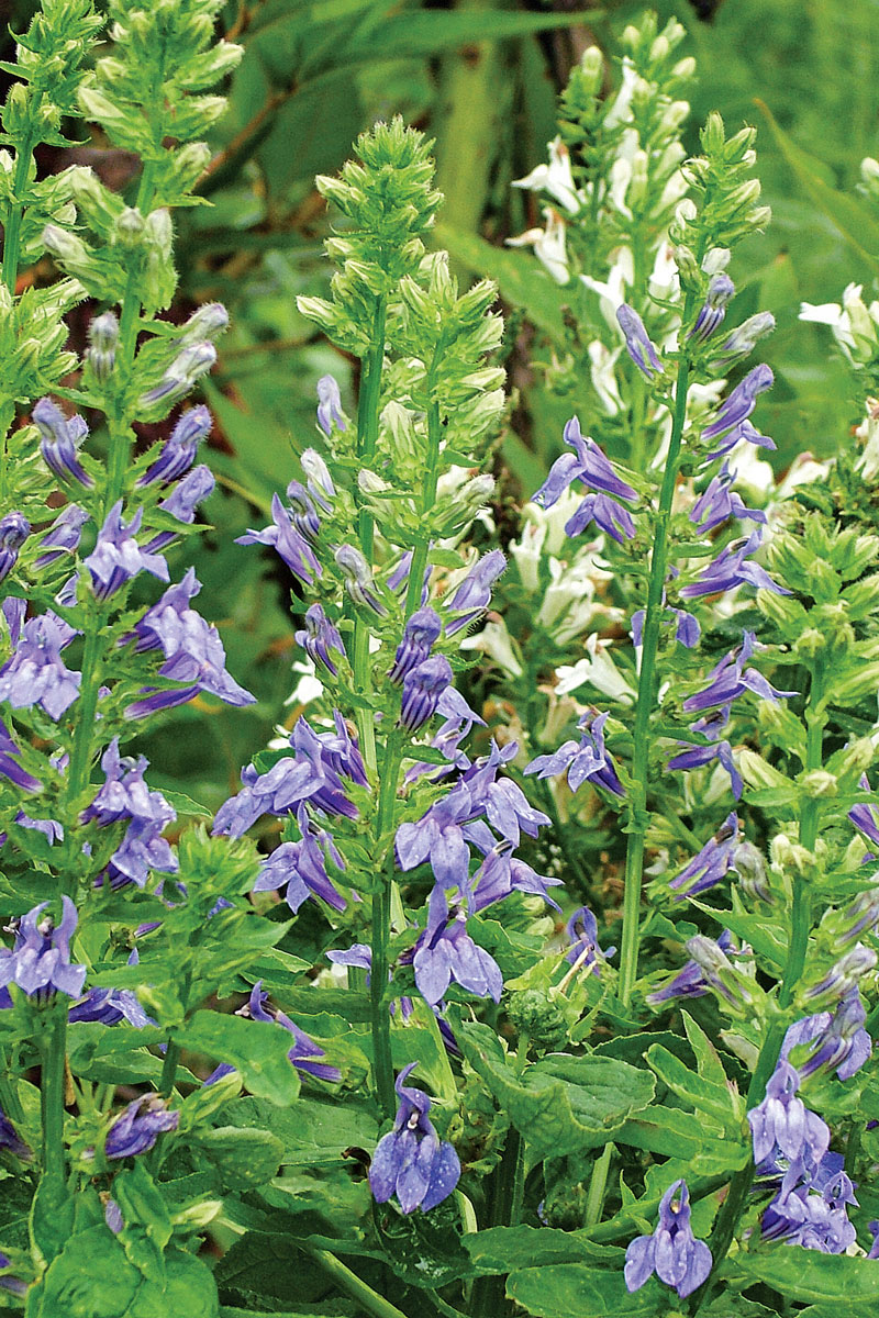 Best Natives for Mid-Atlantic - Fine Gardening