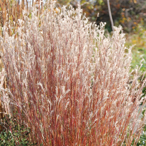 Great Medium-Size Grasses - Fine Gardening