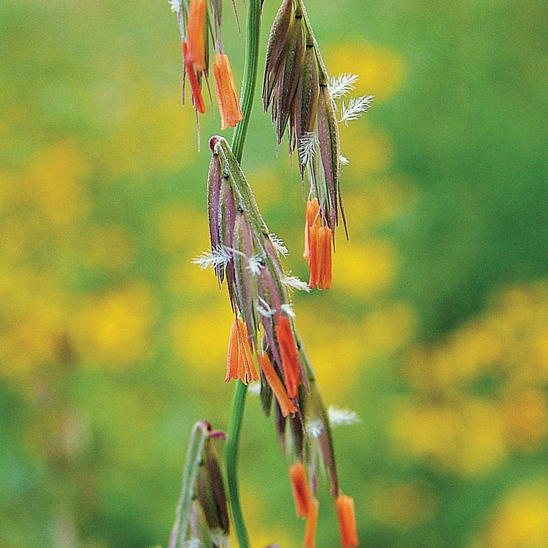 Great Medium-Size Grasses - Fine Gardening