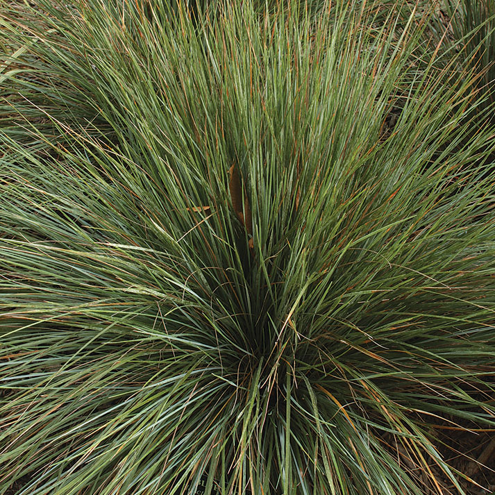 Great Medium-Size Grasses - Fine Gardening