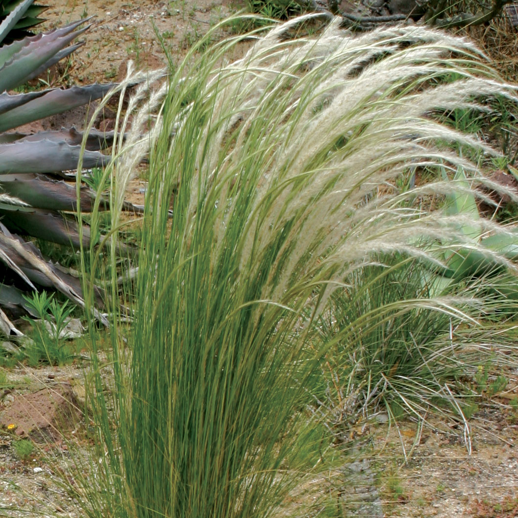 Great Medium-Size Grasses - Fine Gardening