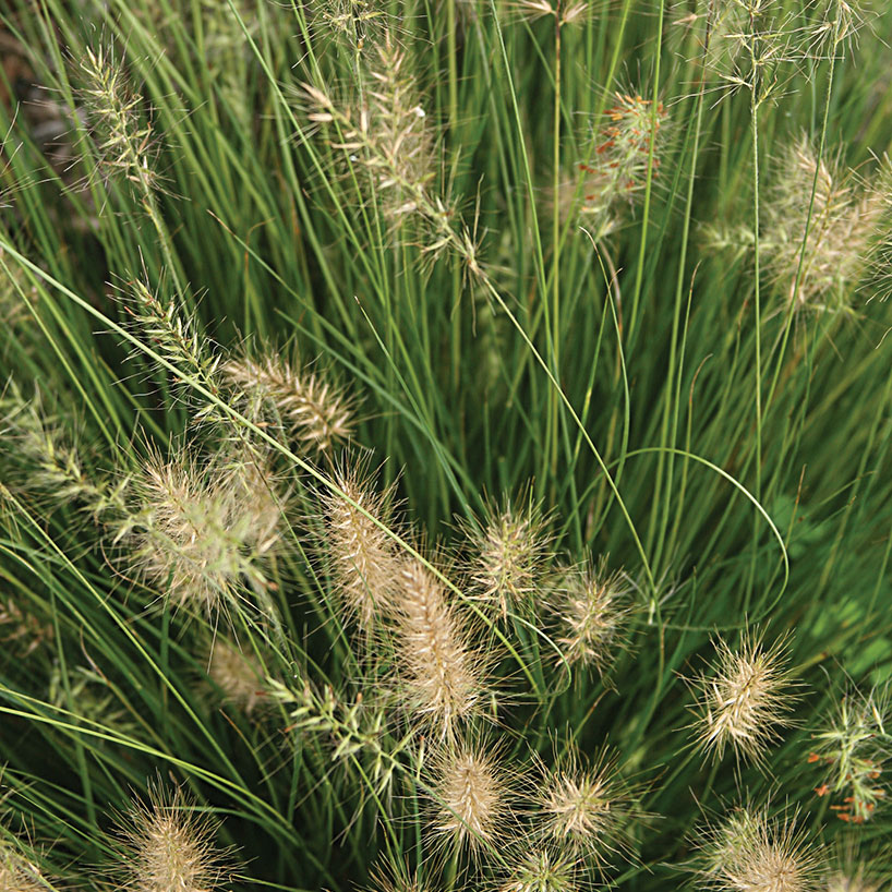 Great Medium-Size Grasses - Fine Gardening
