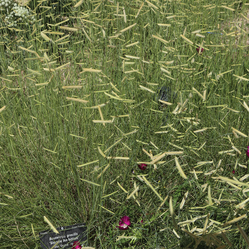 Great Medium-Size Grasses - Fine Gardening