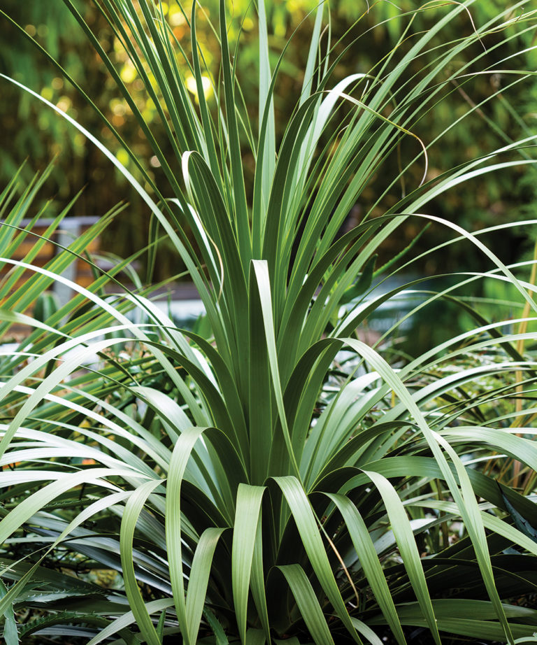 A Cohesive Garden Built From Uncommon Plants - Fine Gardening