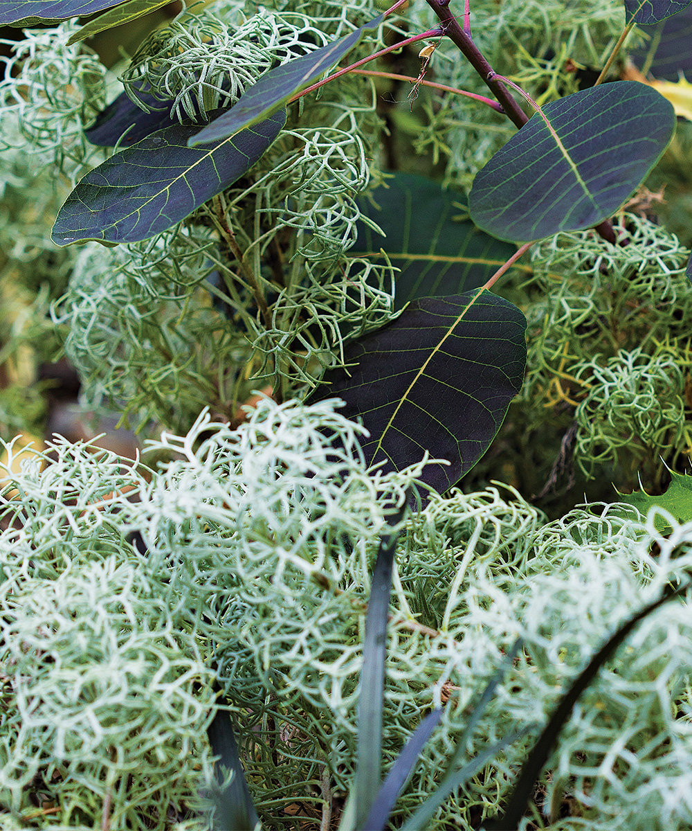 Best Plants to Add Texture to Your Garden - Fine Gardening