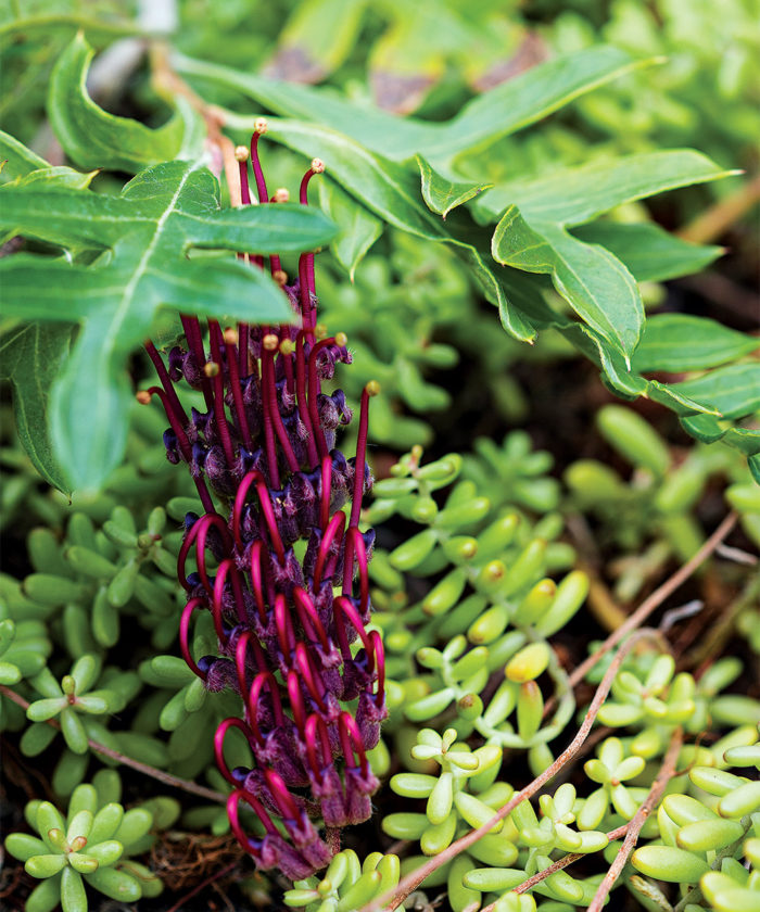 Best Plants to Add Texture to Your Garden - Fine Gardening