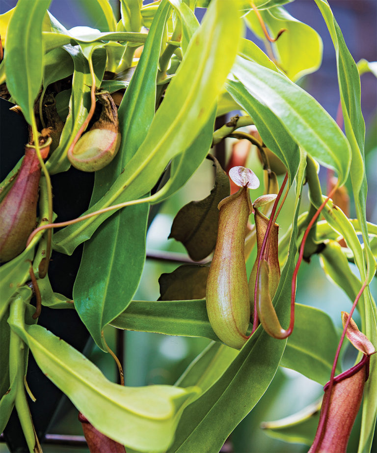 Best Plants to Add Texture to Your Garden - Fine Gardening