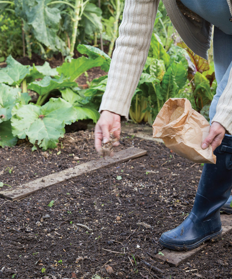 How to Use Cover Crops to Improve Soil - Fine Gardening