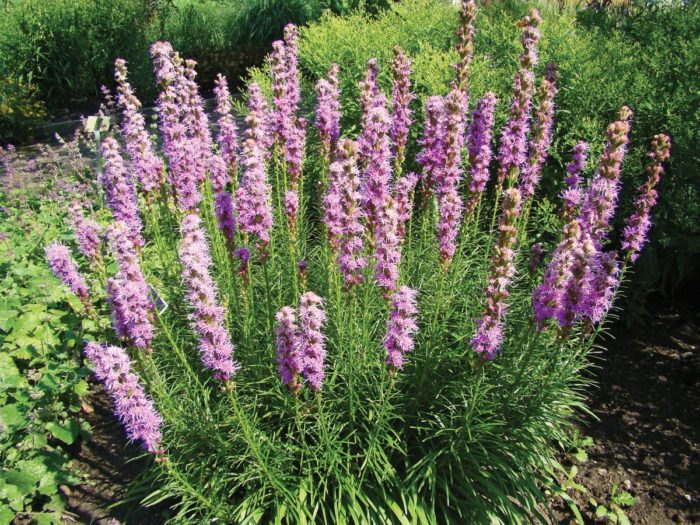 Try These Strong Summer Bloomers for the Midwest this Spring - Fine ...