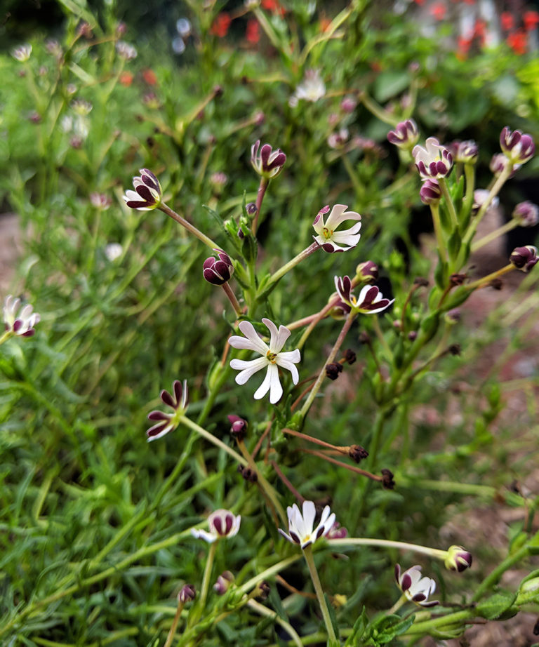 Enchanting Evening Fragrances for Northern California - Fine Gardening