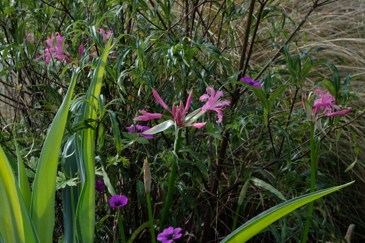 Growing Nerine Lilies in the Northwest - Fine Gardening