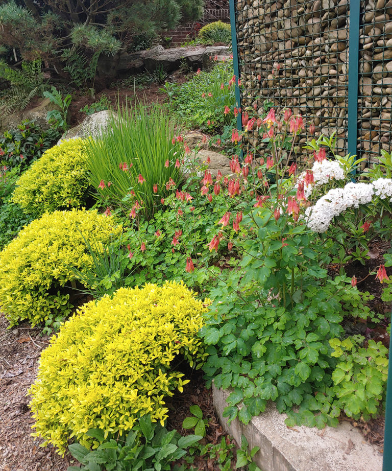 Designing With Chartreuse in the Southeast - Fine Gardening