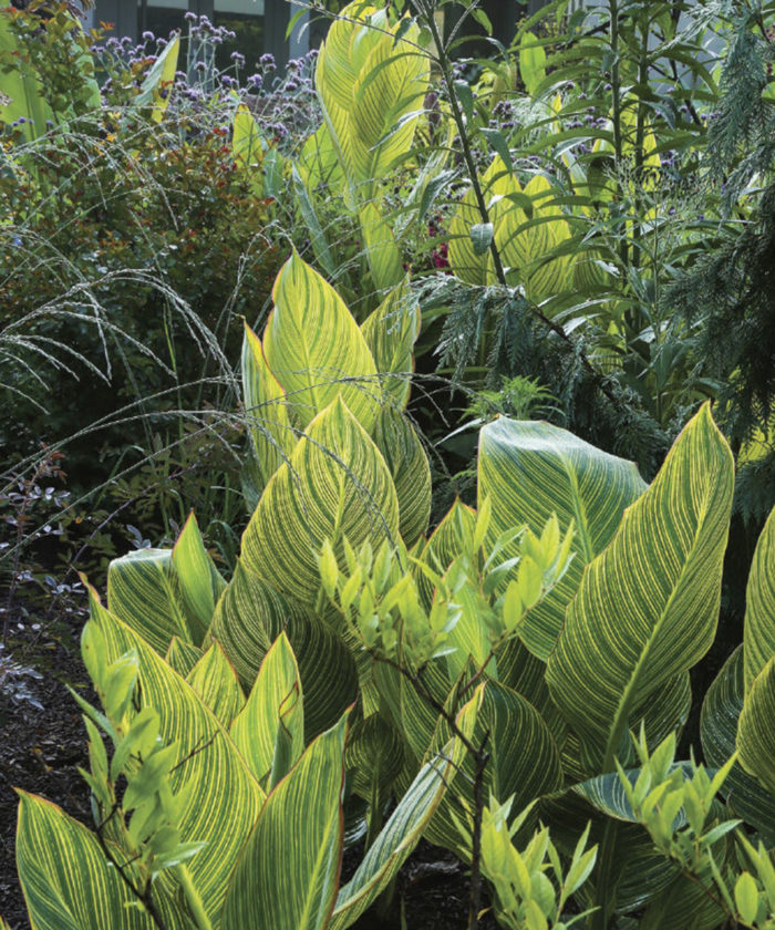 Designing With Chartreuse in the Southeast - Fine Gardening