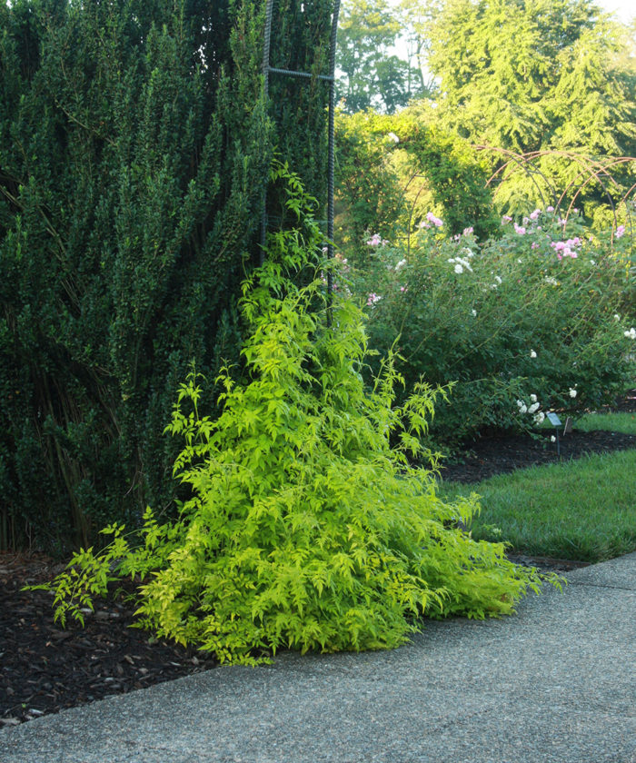 Designing With Chartreuse in the Southeast - Fine Gardening
