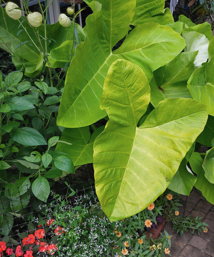 Designing With Chartreuse in the Southeast - Fine Gardening