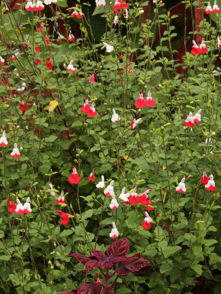 Spectacular, Stress-Free Salvias for Northern California - Fine Gardening