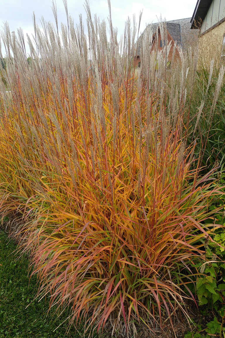 Perennials for Fall Color in the Northern Plains - Fine Gardening