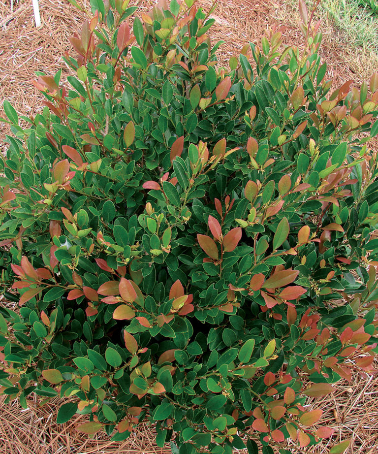 Exciting Evergreens for the Northwest - Fine Gardening