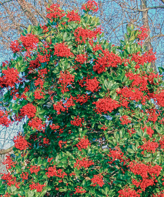 Exciting Evergreens for Southern California - Fine Gardening