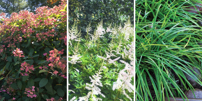 How to Design Dense Garden Beds in the Northwest - Fine Gardening