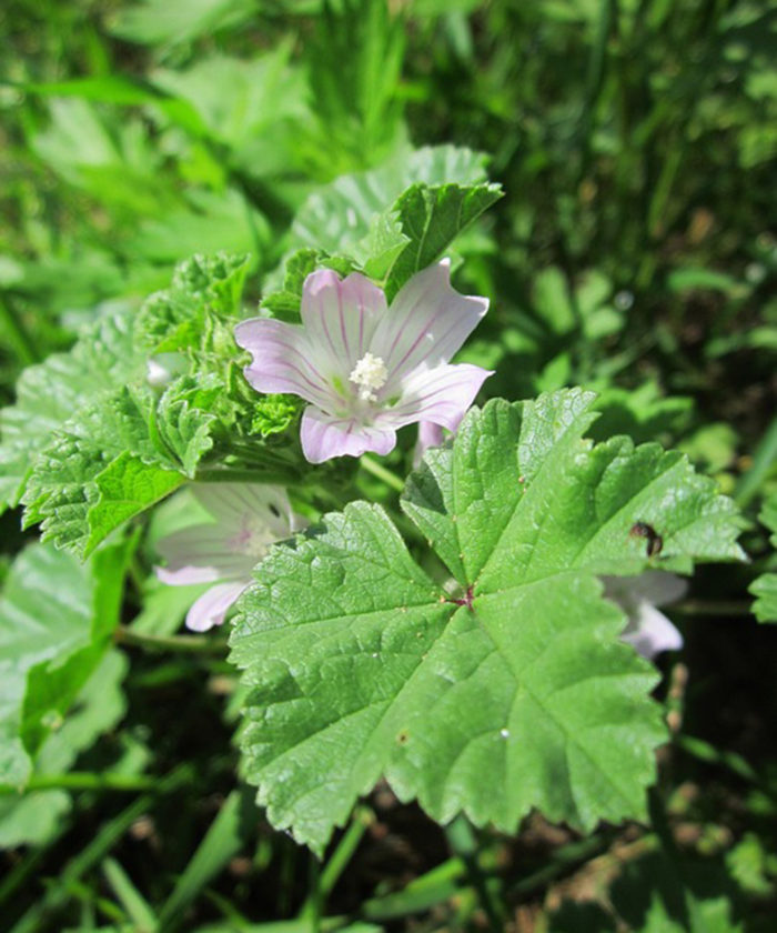 Magnificent Mallows for the Southwest - Fine Gardening