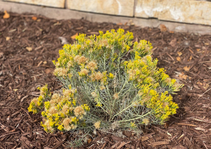 Amazing Autumn Bloomers for the Mountain West - Fine Gardening