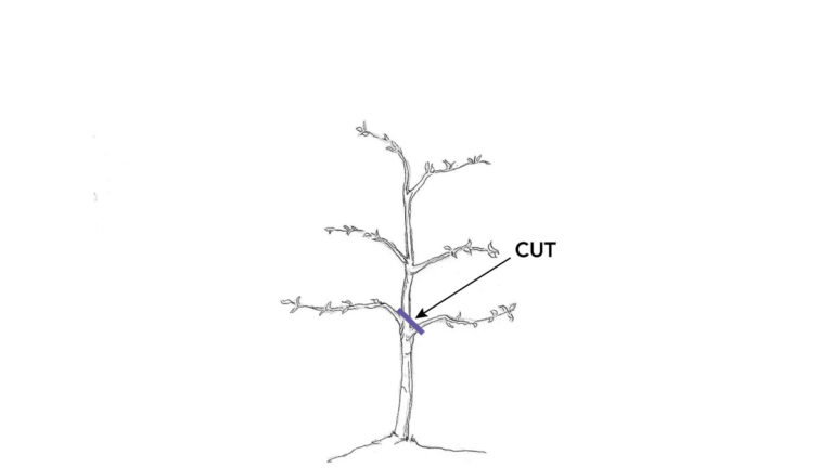 How to Prune Dwarf Fruit Trees - Fine Gardening