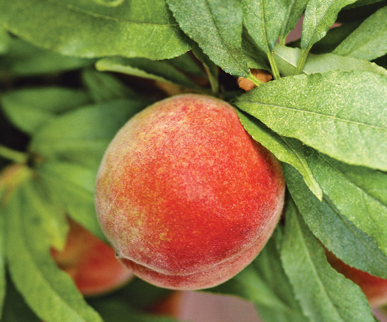7 Easy Fruit Trees to Grow Right in Your Own Backyard - Fine Gardening