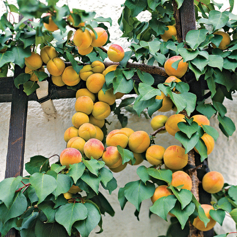 7 Easy Fruit Trees to Grow Right in Your Own Backyard - Fine Gardening