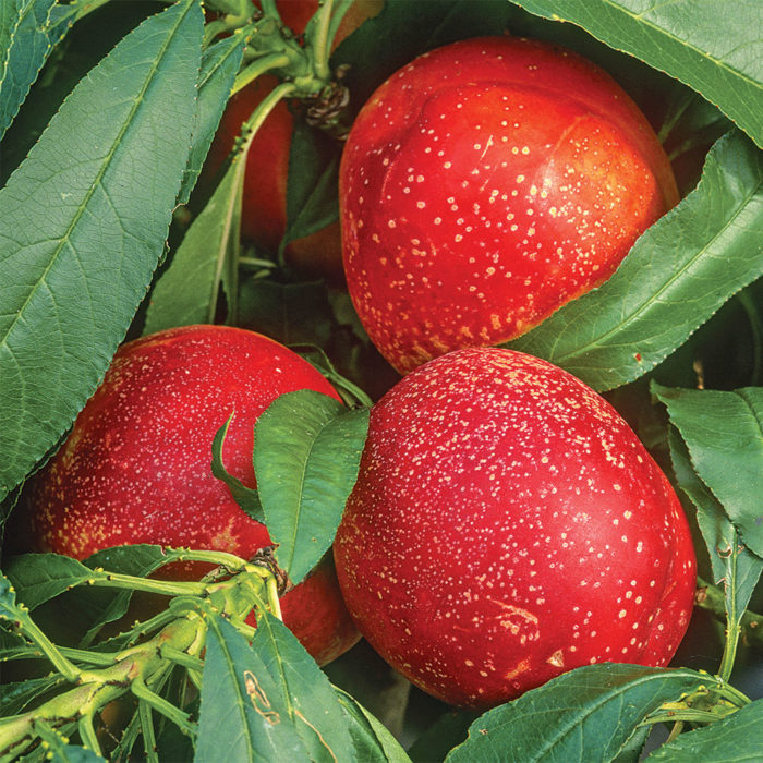 7 Easy Fruit Trees to Grow Right in Your Own Backyard - Fine Gardening