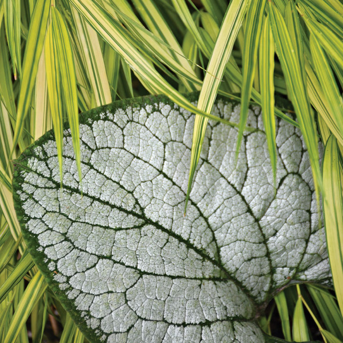 3 Ways To Use Silver to Brighten Your Shade Garden - Fine Gardening