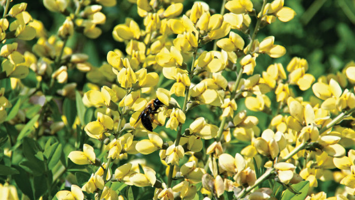 5 Spring Beauties to Start the Gardening Season Off Right - Fine Gardening