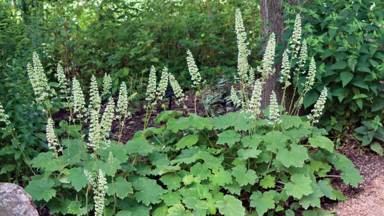 3 Autumn Favorites to Anchor Your Garden Design - Fine Gardening
