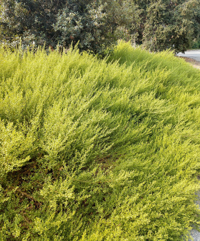 Five Natives for Slope Retention in Southern California - Fine Gardening