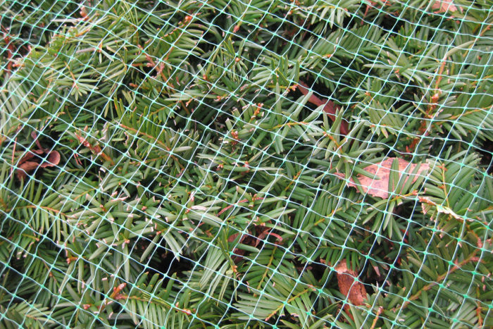 Deterring Gophers in Northern California - Fine Gardening