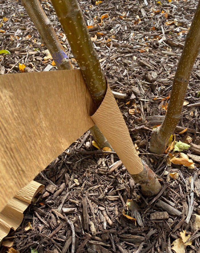 Protecting Trees Through Unpredictable Winters in the Mountain West ...