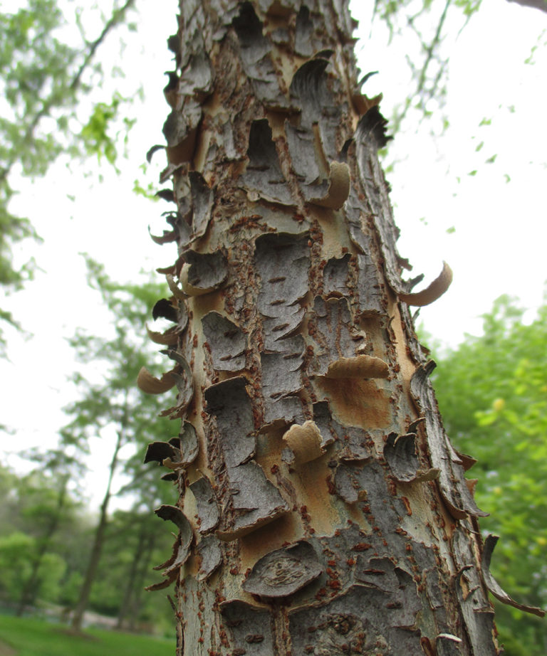 Ornamental Bark on Deciduous Trees in the Midwest - Fine Gardening