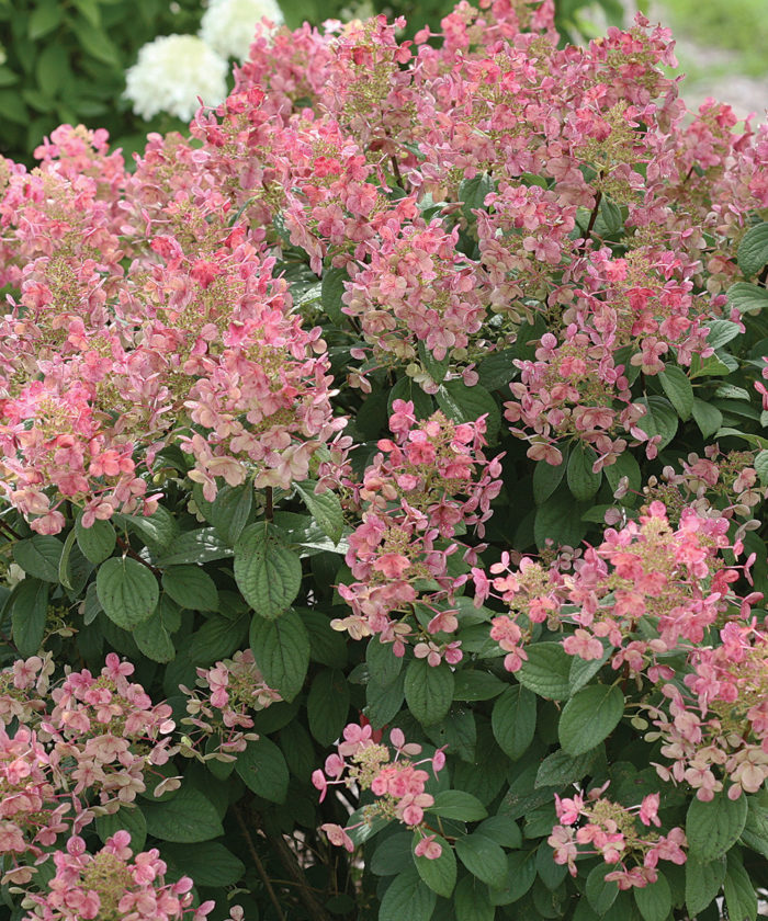 Regional Picks: Foundation-Friendly Plants - Southern Plains - Fine ...