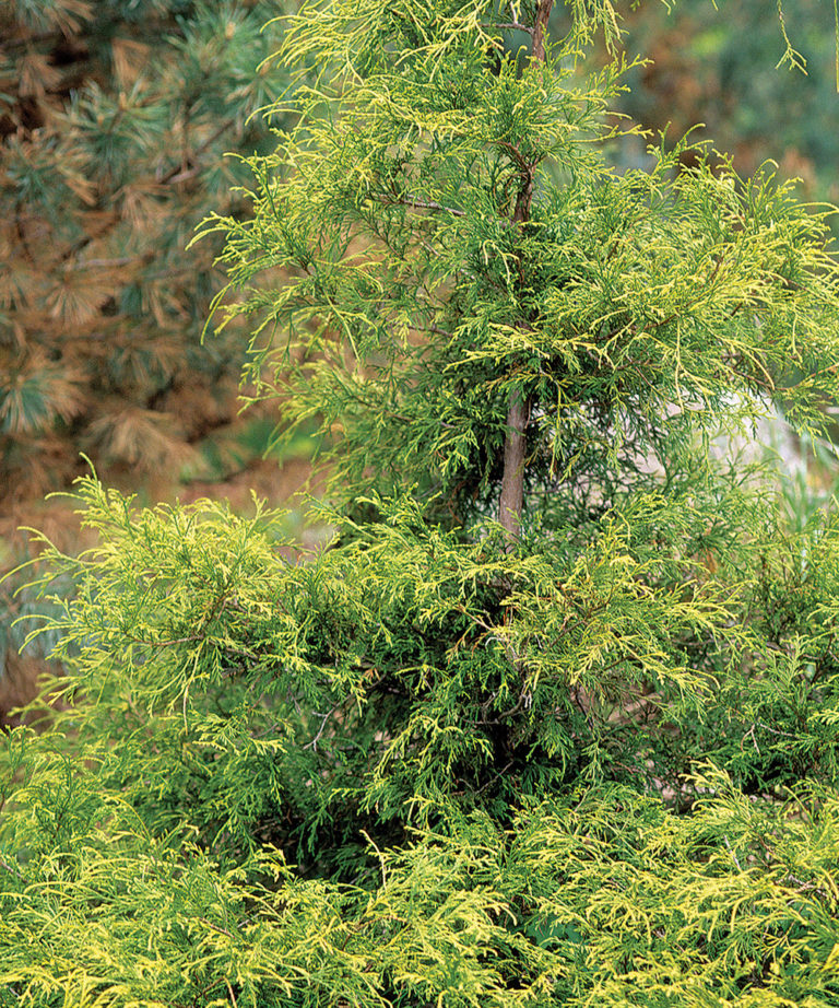 Regional Picks: Foundation-Friendly Plants – Northern Plains - Fine ...