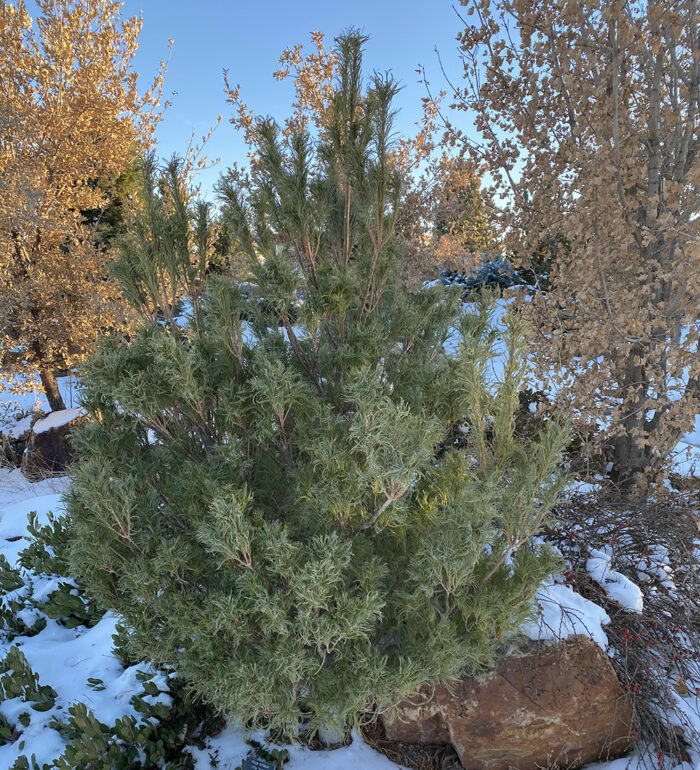 Dwarf Pines for the Mountain West - Fine Gardening