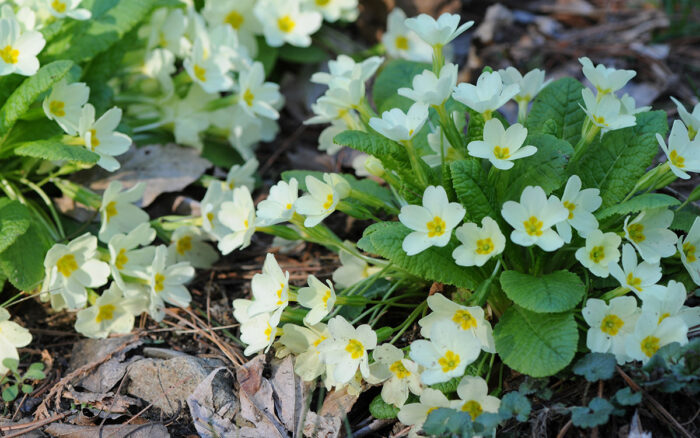 Growing Primroses from Seed in the Northeast - Fine Gardening