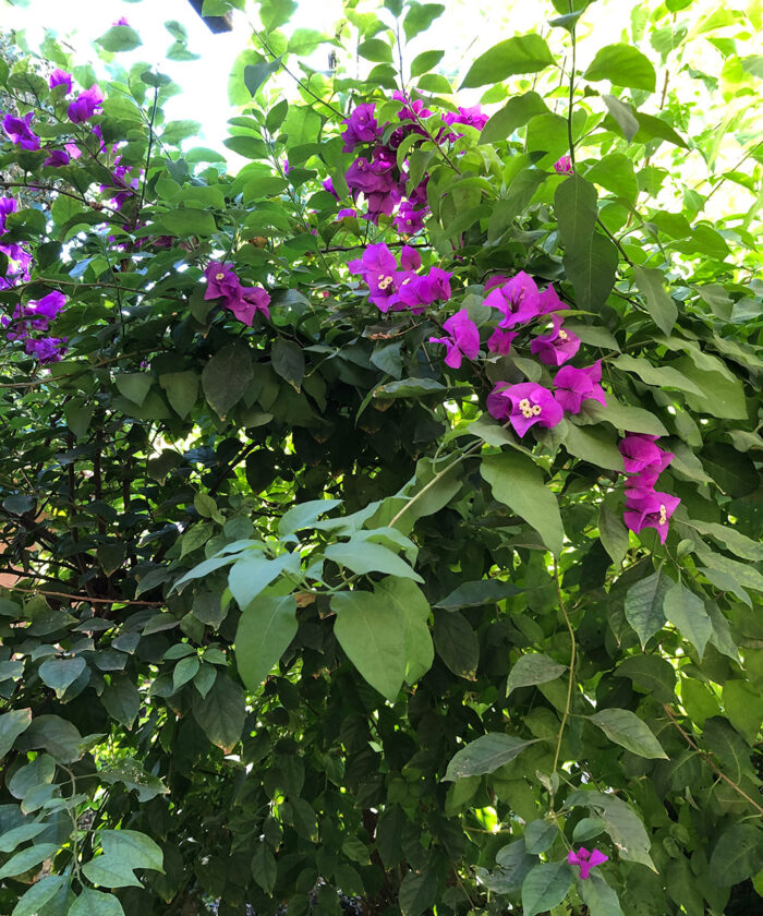Winter-Flowering Vines for the Southwest - Fine Gardening