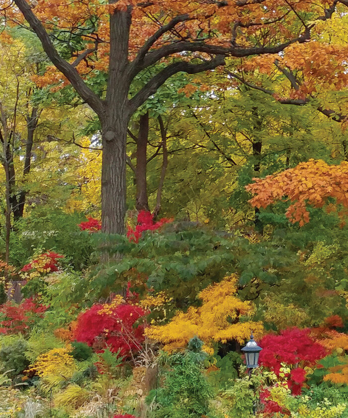 How to Design a Colorful Shade Garden - Fine Gardening