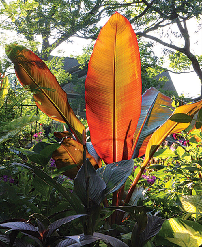 Colorful Plants for Partial Shade - Fine Gardening