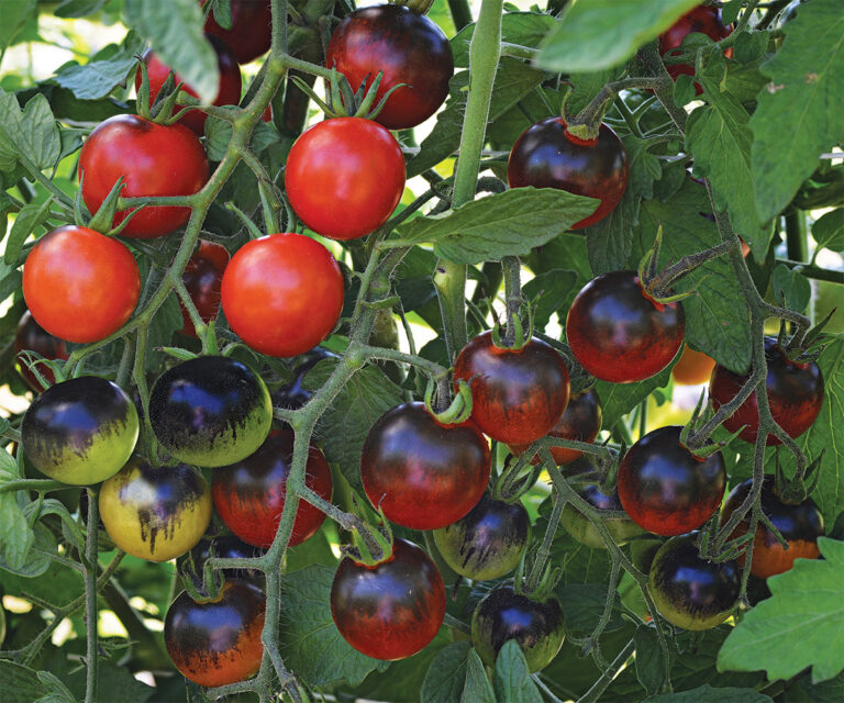 Expert Picks: The Best Tomato to Add to Your Veggie Garden - Fine Gardening