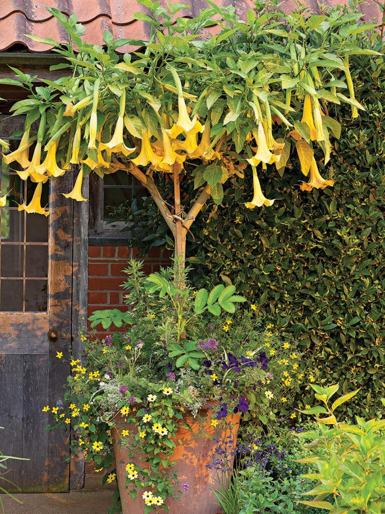 Adding Annuals to Your Garden: Six Inventive Ideas - Fine Gardening