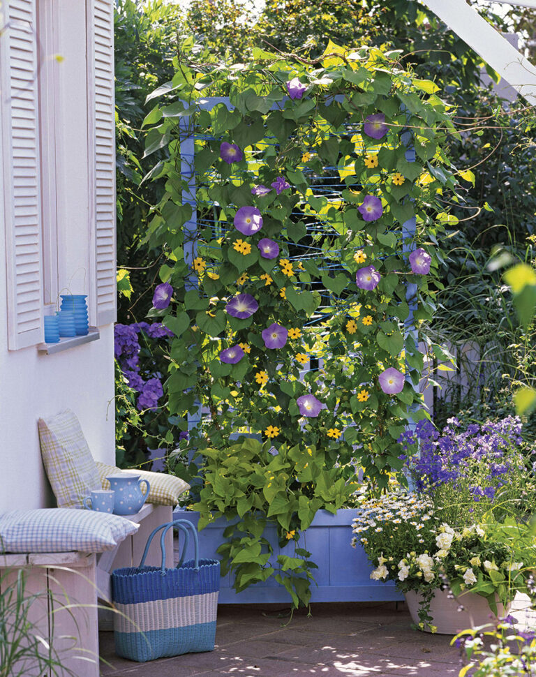 Adding Annuals to Your Garden: Six Inventive Ideas - Fine Gardening