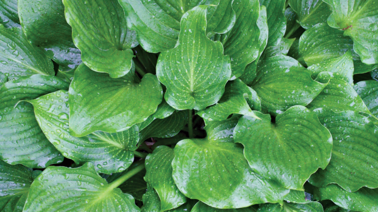 10 Amazing Hostas - Fine Gardening