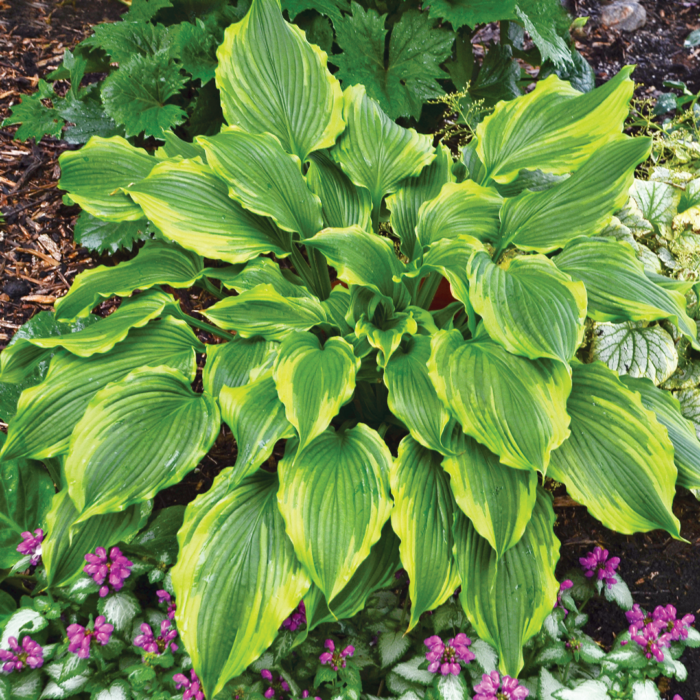 10 Amazing Hostas - Fine Gardening