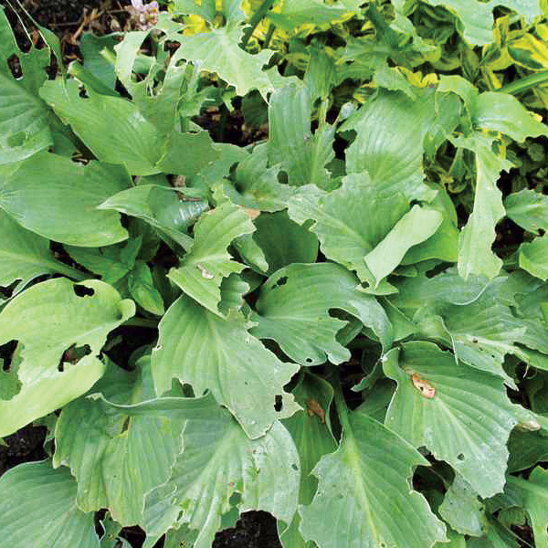 What’s Wrong with My Hosta? - Fine Gardening